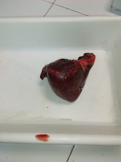 Anatomia Aplicada 1 Bat : Dissecció del cor