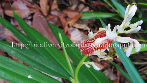 Biodiversity of Sri Lanka: කලා කීරිය/කටු කීරිය[Kala-kiriya/Katu-kiriya ...