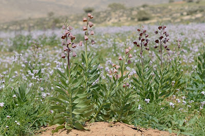 THE PERSIAN LILY - Fritillaria persica |The Garden of Eaden