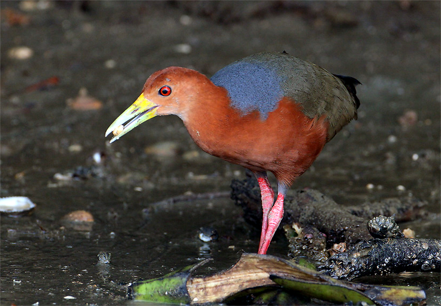 Bellas Aves de El Salvador: Aramides axillaris (tamborcito, rascón ...