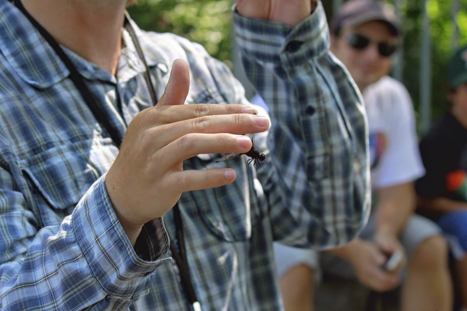 Angie in T.O.: CHASING DRAGONFLIES