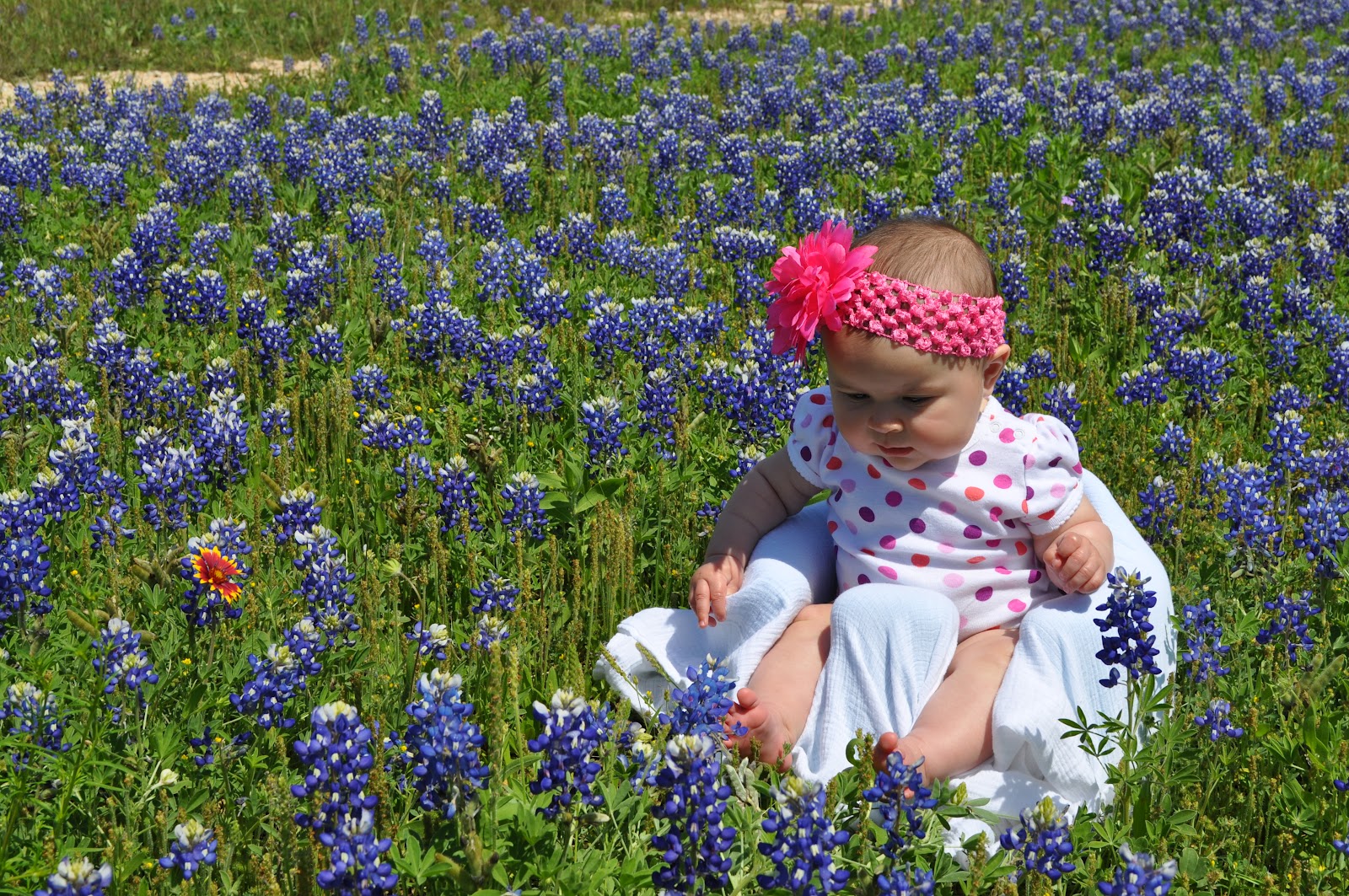 Rearranged: Bluebonnet Baby