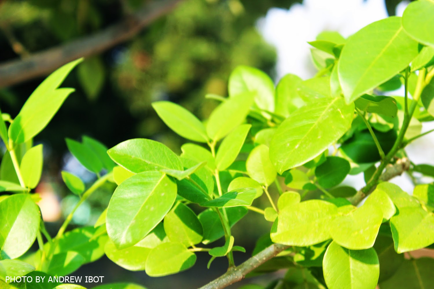 Ako si ANDREW IBOT!: Kakawate (Gliridia sepium (Jacg.) Steud)