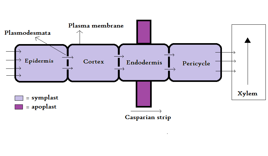 Water Absorption and Pathway of Water Across the Root