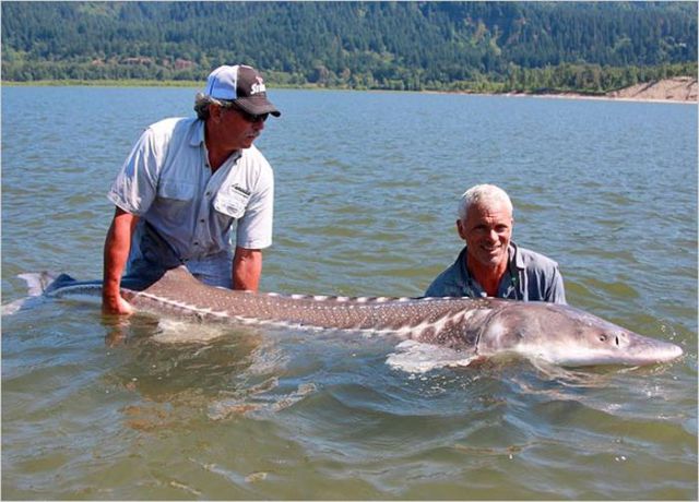 Waiting BD: Top 5 Scariest Fish on River Monsters (17 Pictures)