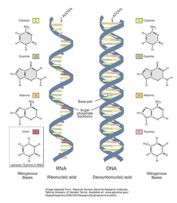 ḼїδβӚϯЧ ᴙ ⱥ ¶ ¶ ¶ ¶: 2.1. ESTRUCTURA QUÍMICA Y FÍSICA DE LOS ÁCIDOS ...
