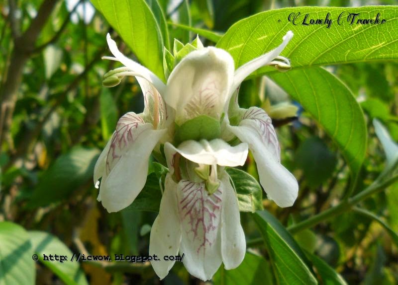 Bashok Ful (বাসক ফুল) - Justicia adhatoda