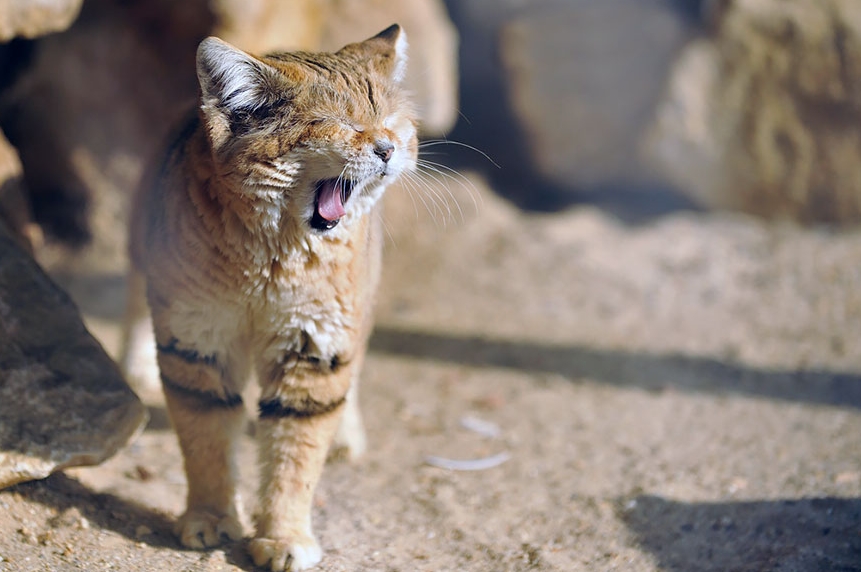White Wolf : Forever Young "Sand Cats" Resemble Cute Kittens Their ...