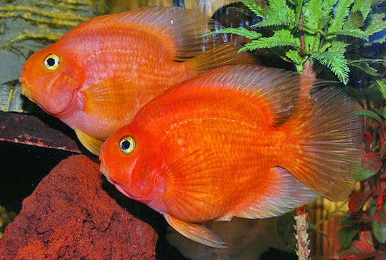 acuariomania: CHECA LAS VARIEDADES EN ACUARIOMANIA