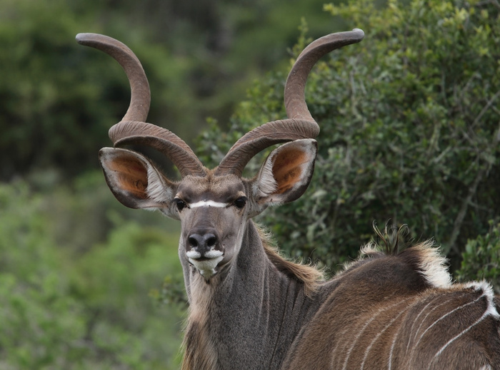 Kudus of Africa | Free National Geographic Pix