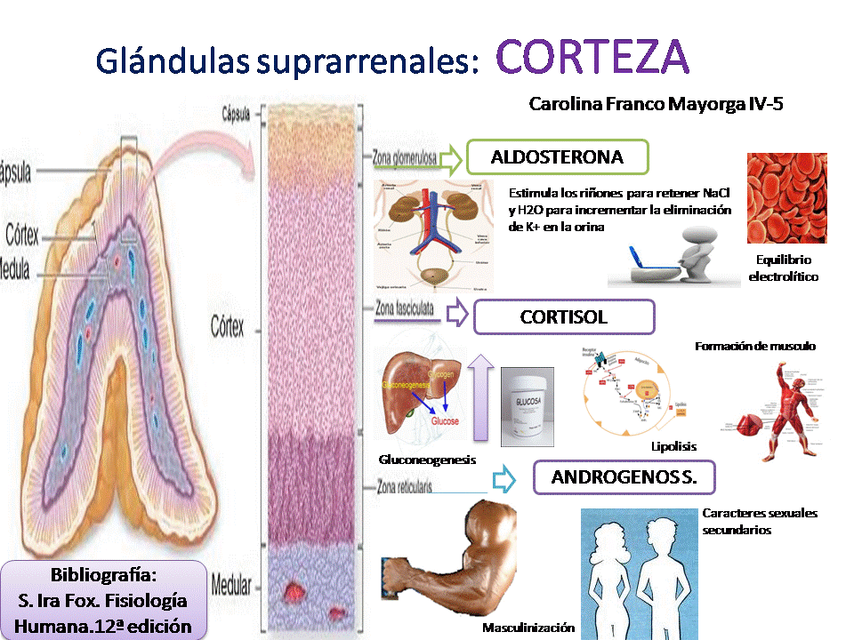 Fisiología Humana: Carolina Franco Mayorga: Glándulas Suprarrenales ...