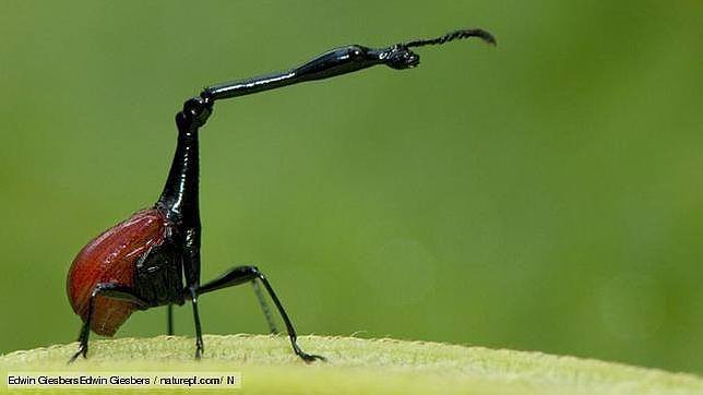 Los 10 insectos mas raros del mundo - Juanjo Sabe