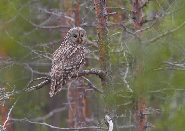 Norsk Zoologisk Forening Sørlandsavdelingen: Ugler i fokus - slagugle