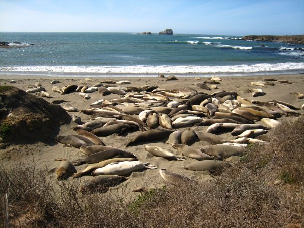 The Fishing Doctor's Adventures: Kayak Fishing Big Sur on the Central ...