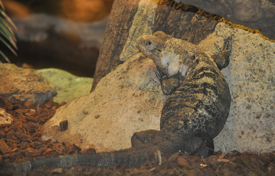 ZOOTOGRAFIANDO (6.100 ANIMALS): IGUANA NEGRA RAYADA / COMMON SPINY ...