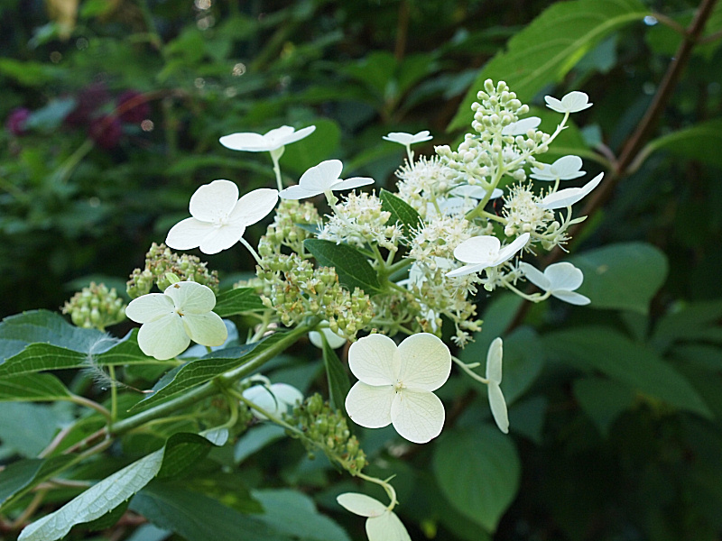 Hydrangea paniculata, die Rispenhortensie: 'Greenspire'
