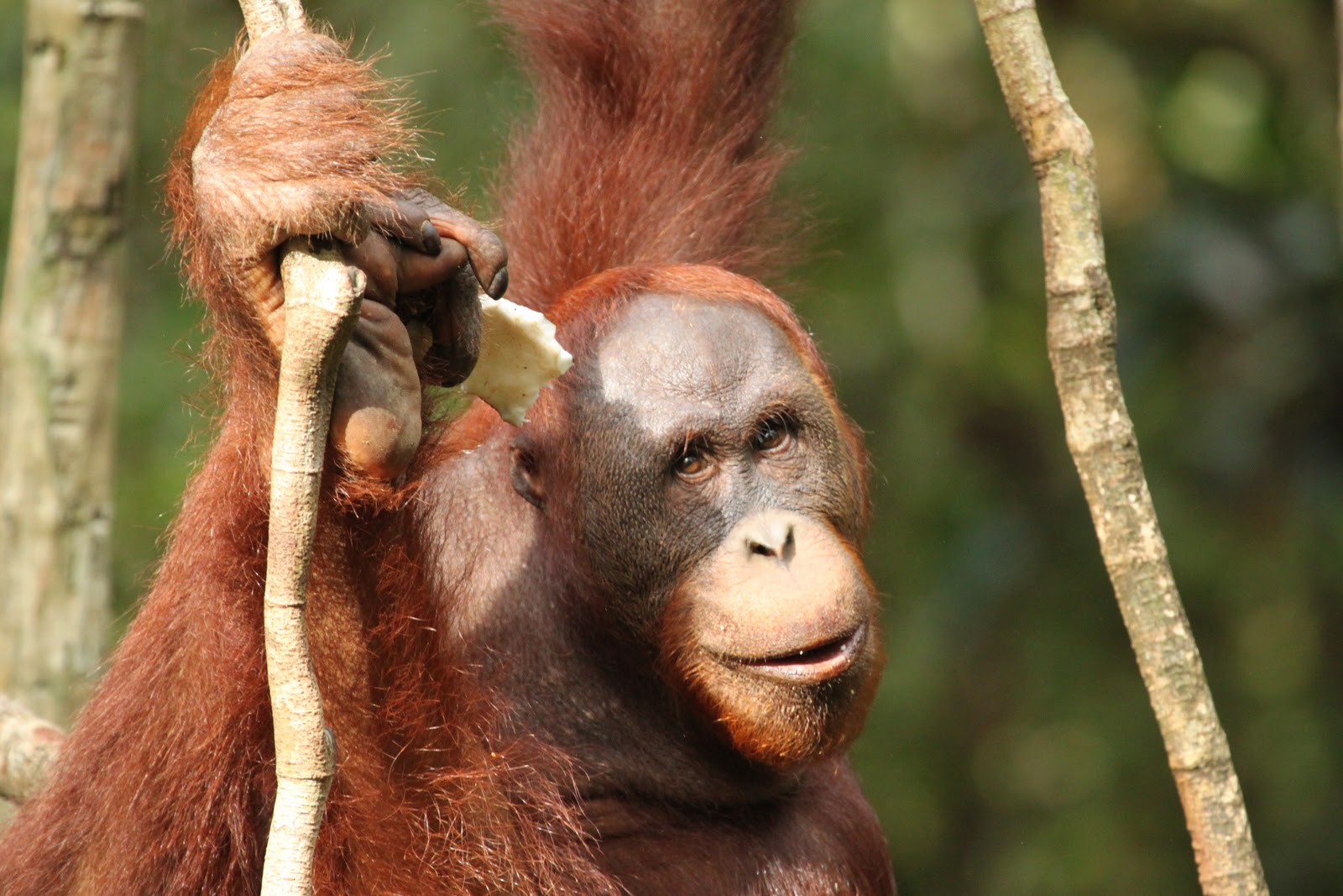 Run Wild Run Free : Great Apes - A Fate of Our Making. BORNEO ...