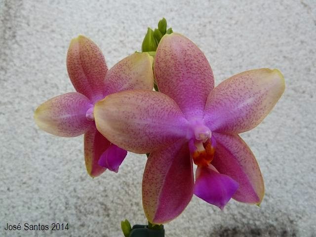 Greenman: Phalaenopsis Sweet Memory 'Liodoro'