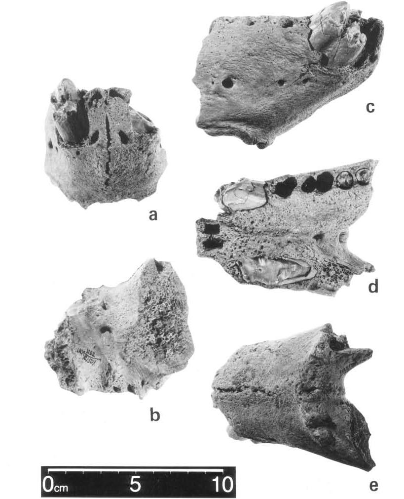 The Coastal Paleontologist: Was Pelagiarctos a “killer” walrus? Part 1 ...