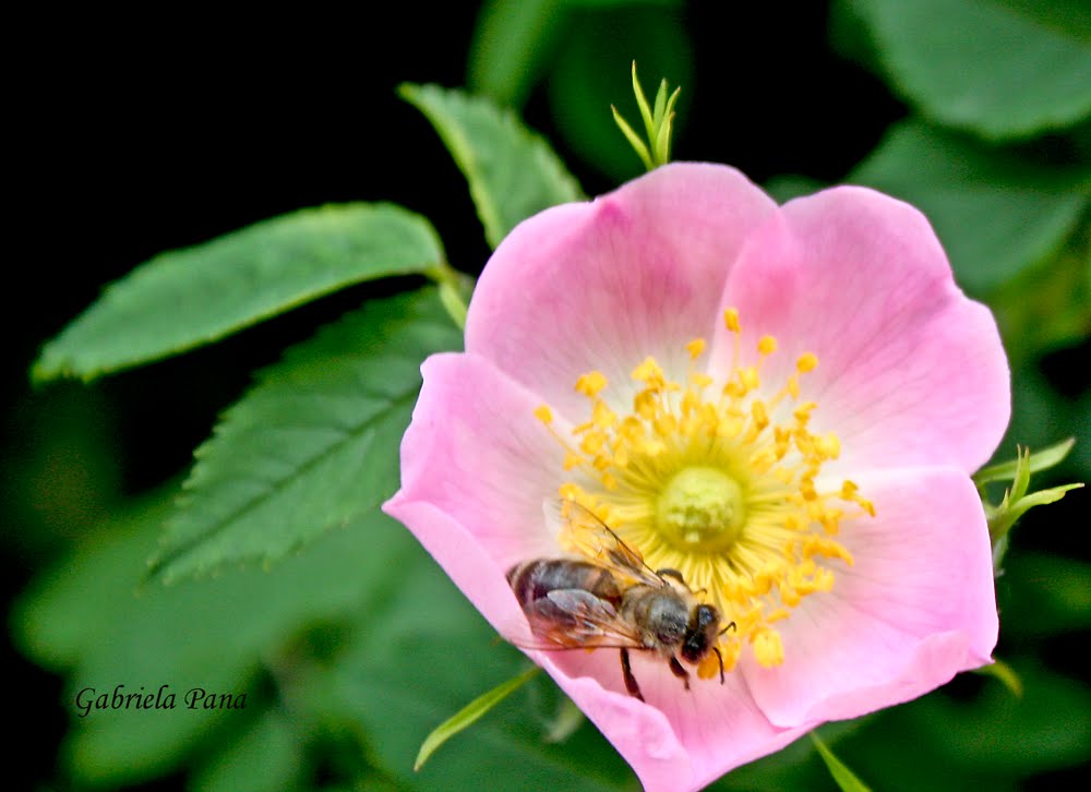 TWO CENTS ABOUT ROMANIA: floarea de maces