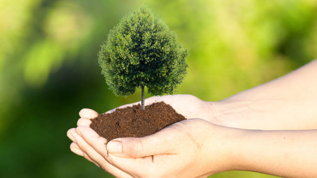 La reforestación: ¿Que es reforestación?