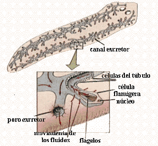 ies faro biología y geología: SISTEMA EXCRETOR DE INVERTEBRADOS