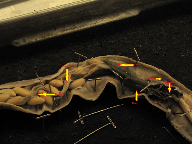 Bio 324 Vert Zoo CSULB: Hagfish Dissection