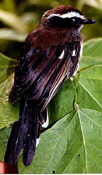 Jenis - Jenis Burung Muray Batu | Segala Burung Ocean Kicau | Merpati ...