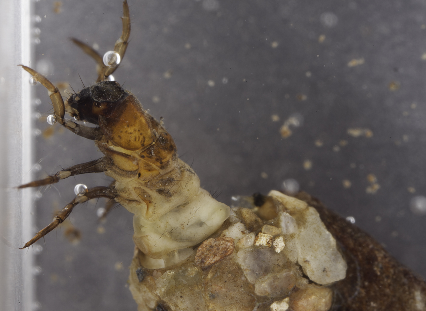 Aquatic Insects of Central Virginia: "Lumpers" and "Splitters" and the ...