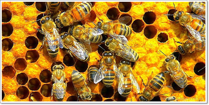 Miel del norte: Anatomia de una Abeja