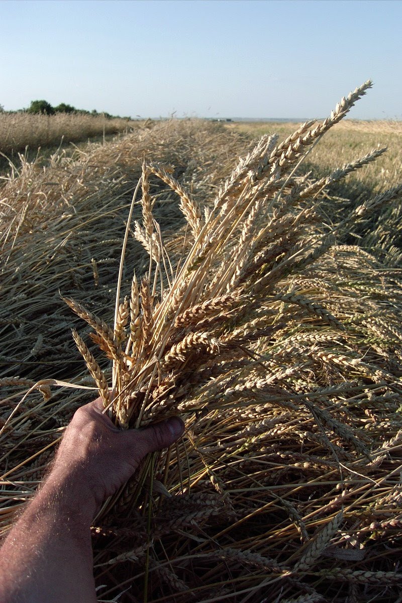 Canada's Heritage Wheat: Part Two