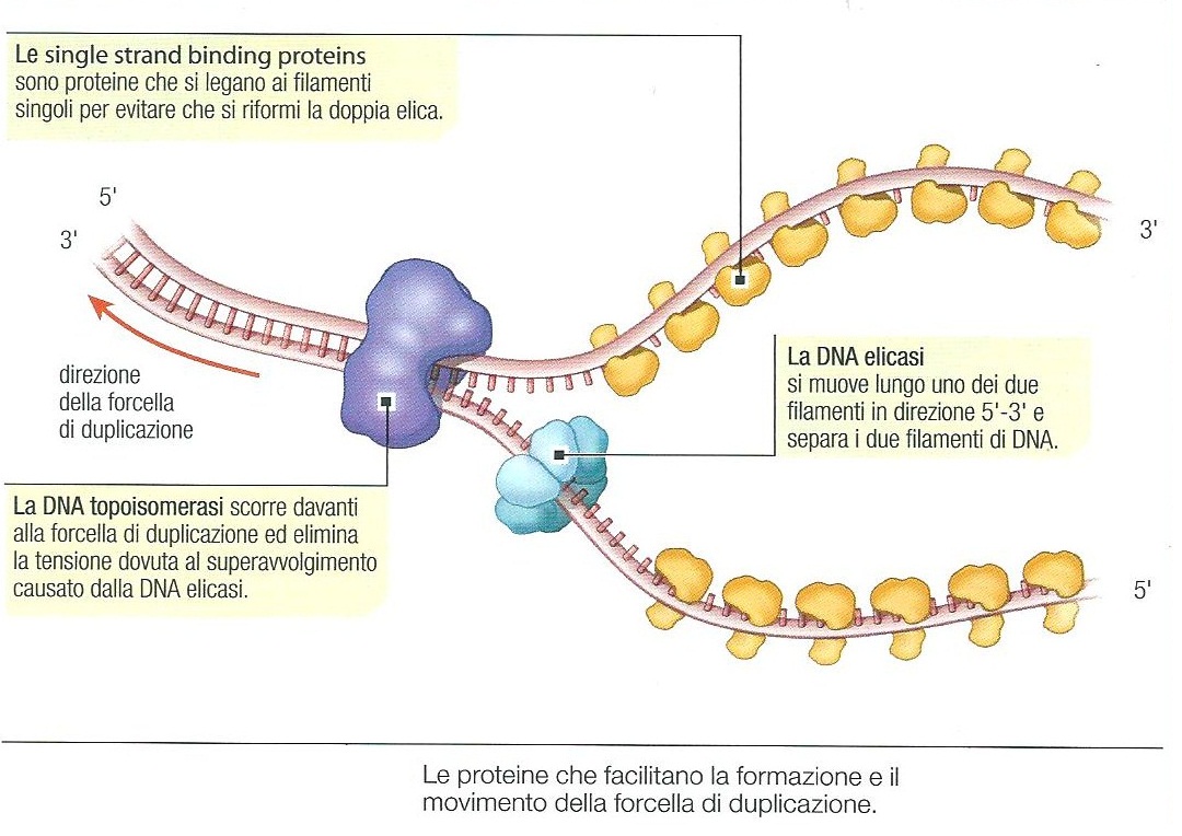 Portale Scientifico: La duplicazione del DNA