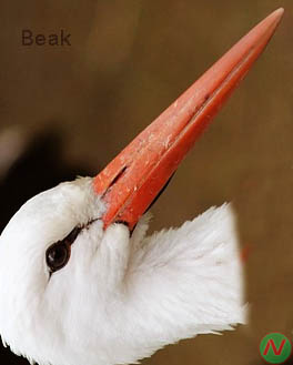 Land Birds Name Meaning & Image | Necessary Vocabulary | Birds ...