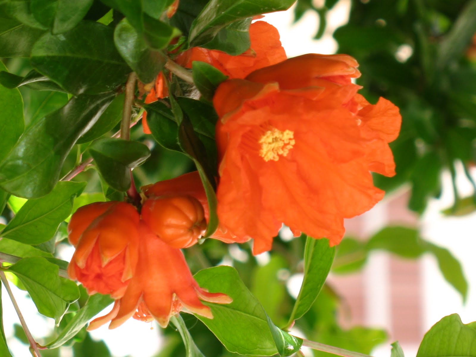 Jurnal de gradina: Flori de rodiu