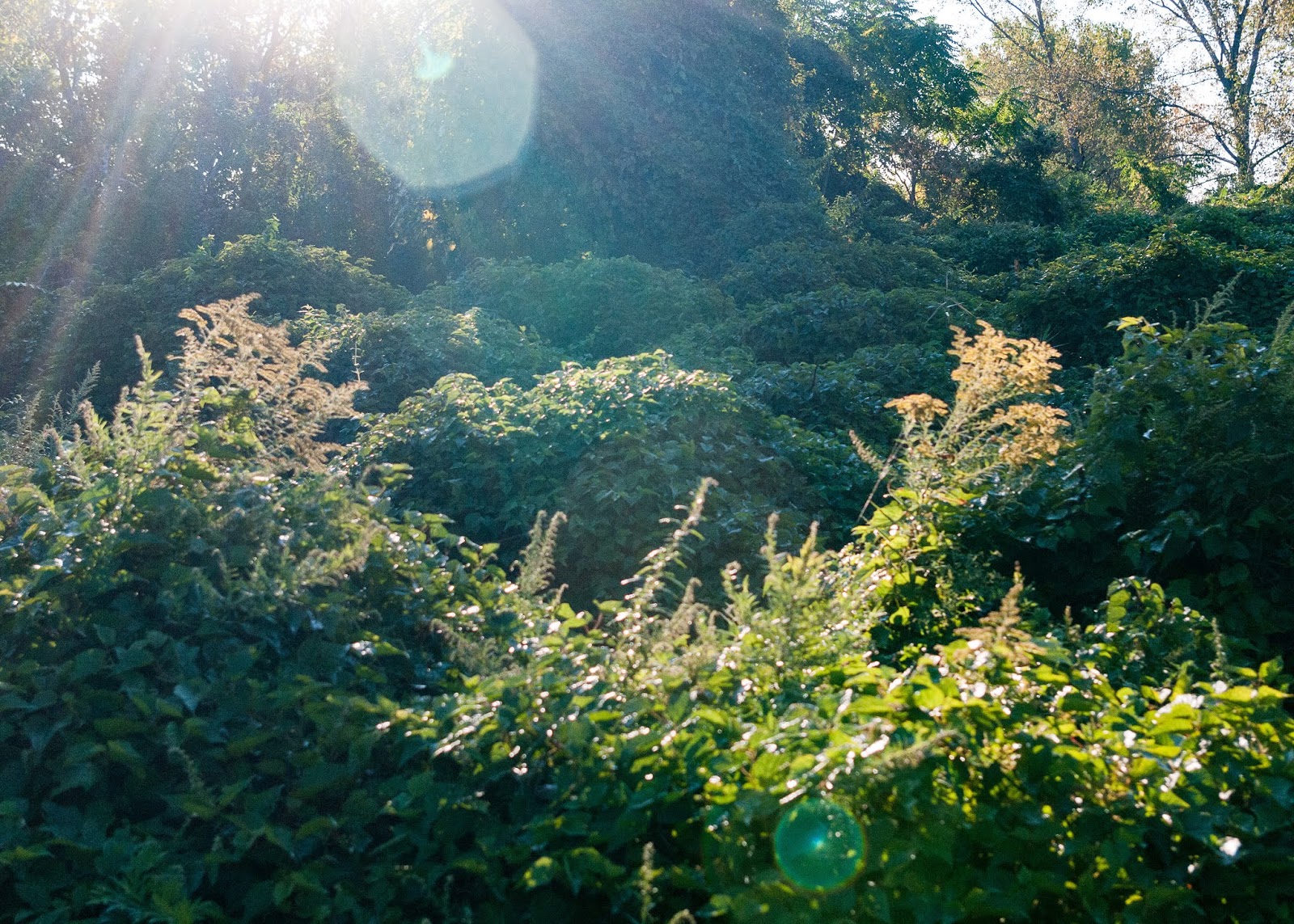 NEW SAVANNA: Sunny spots of greenery