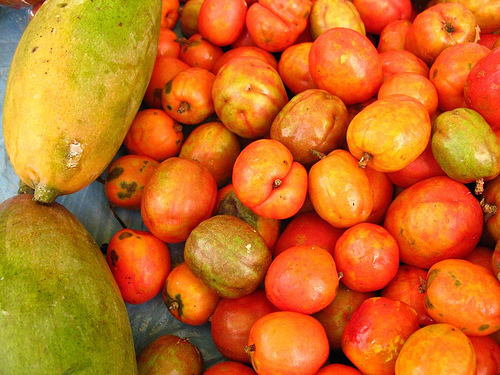 Lost City Adventures: Season For Jocotes!