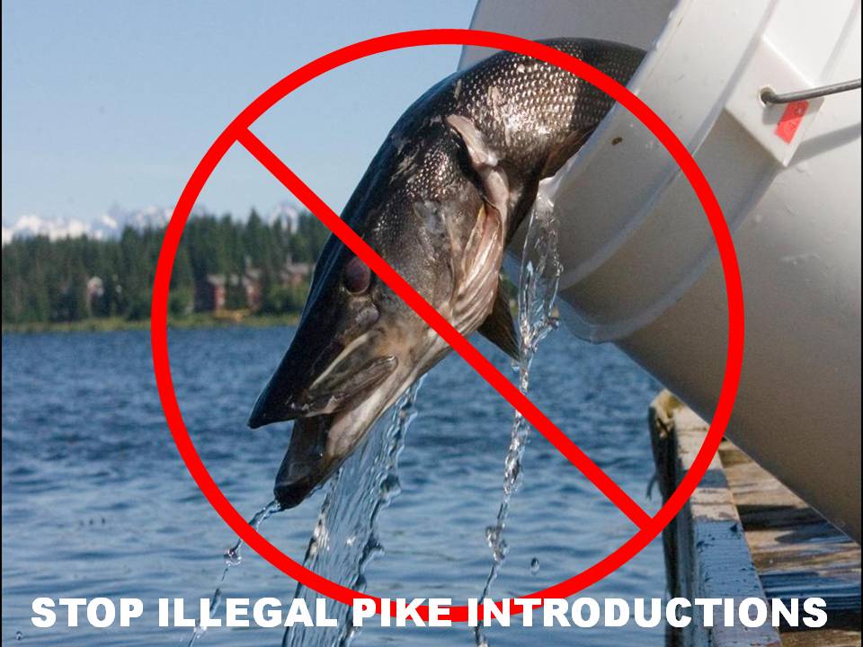 The Fisheries Blog: Eliminating an Invasive Predator: Lessons From Lake ...
