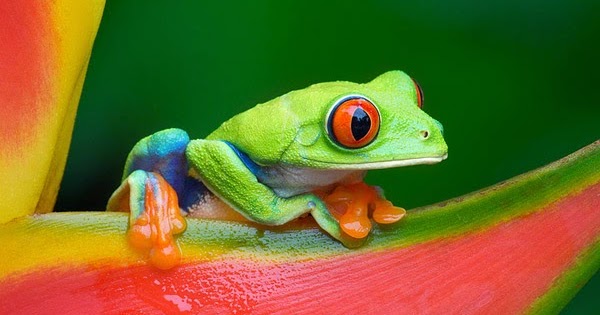 Las Islas Galápagos: Las ranas en la Isla