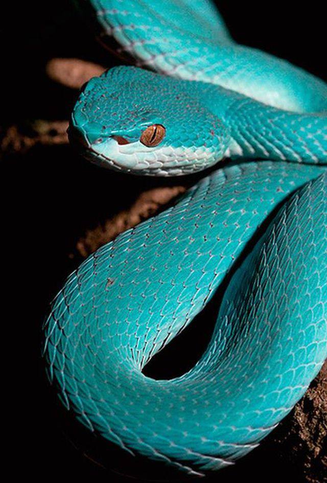 The blue phase of the White-Lipped Tree Viper. "Although they are green ...