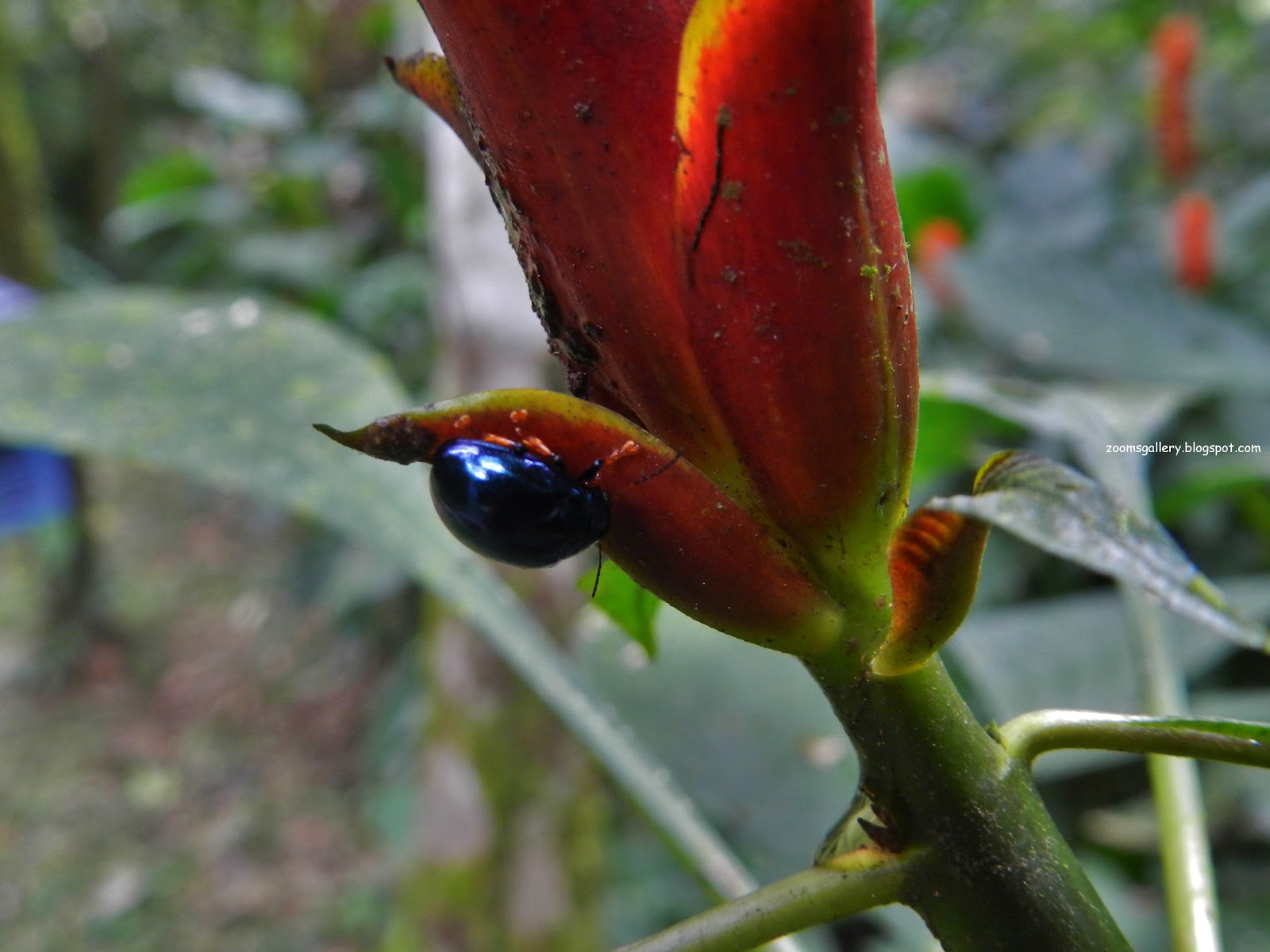 Zooms Gallery: Besouro Azul Metálico