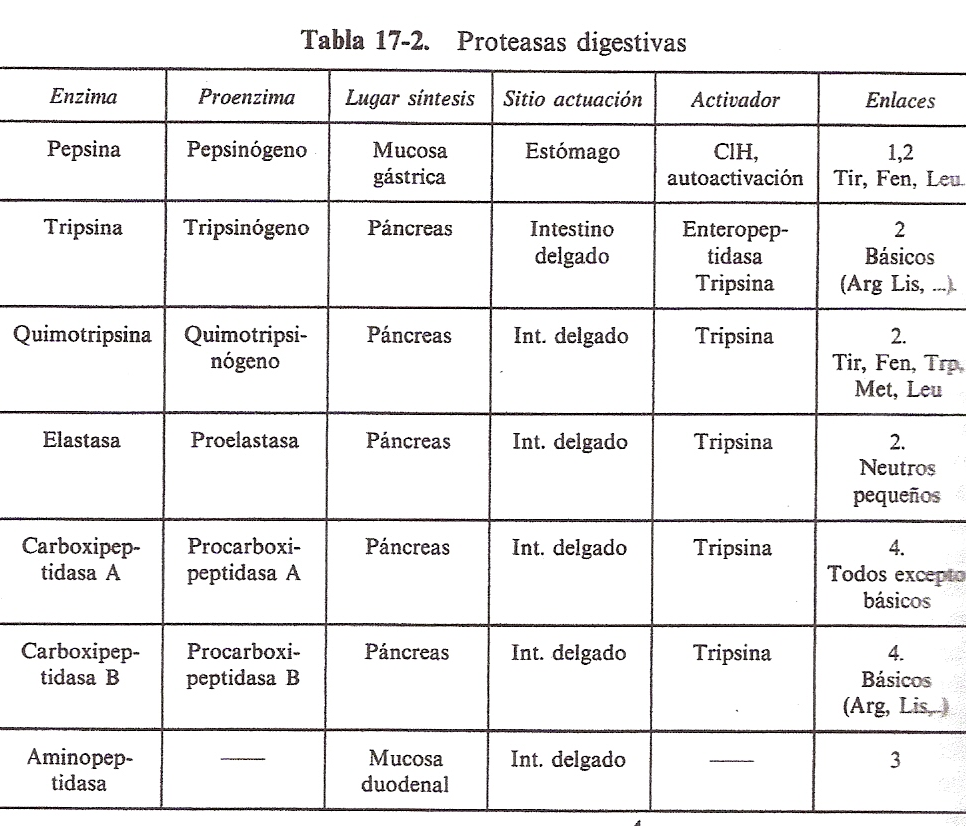 Animal Nica Med: Digestión de Nutrientes