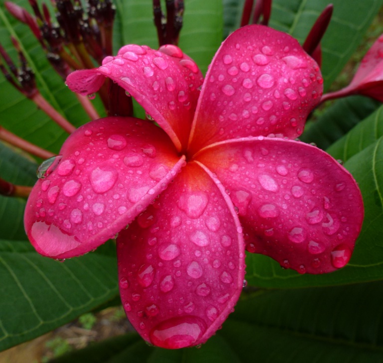 Greenfingers: Bunga di Laman