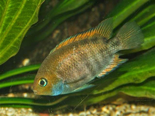 Artes de Pesca: LOS CICHLIDAE 11ª