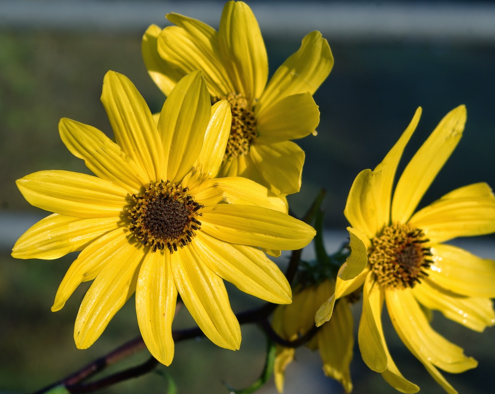 sweetbay: Blooming Friday ~ Wild and Beautiful