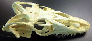 Biology of the Reptilia: Lab 5: Lepidosauria part 1: Sphenodontida ...