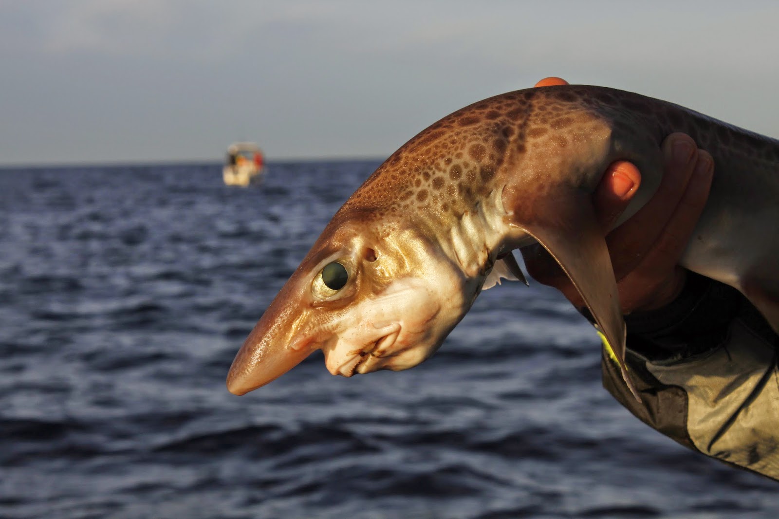 Fiske för fan!: Fiske i Hitra, Norge, höst 2014