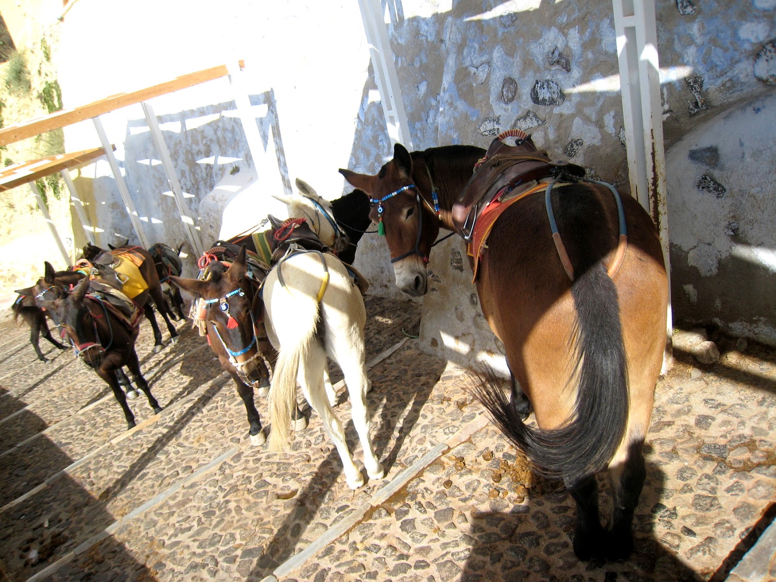 voyager avec KN: Donkey rides and AAR