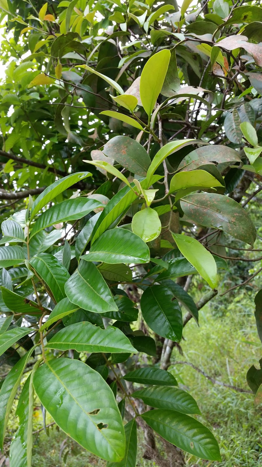 Warisan Petani: Pokok Dedalu