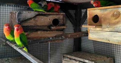 Cara Ternak Lovebird yang Baik dan Benar Bagi Pemula