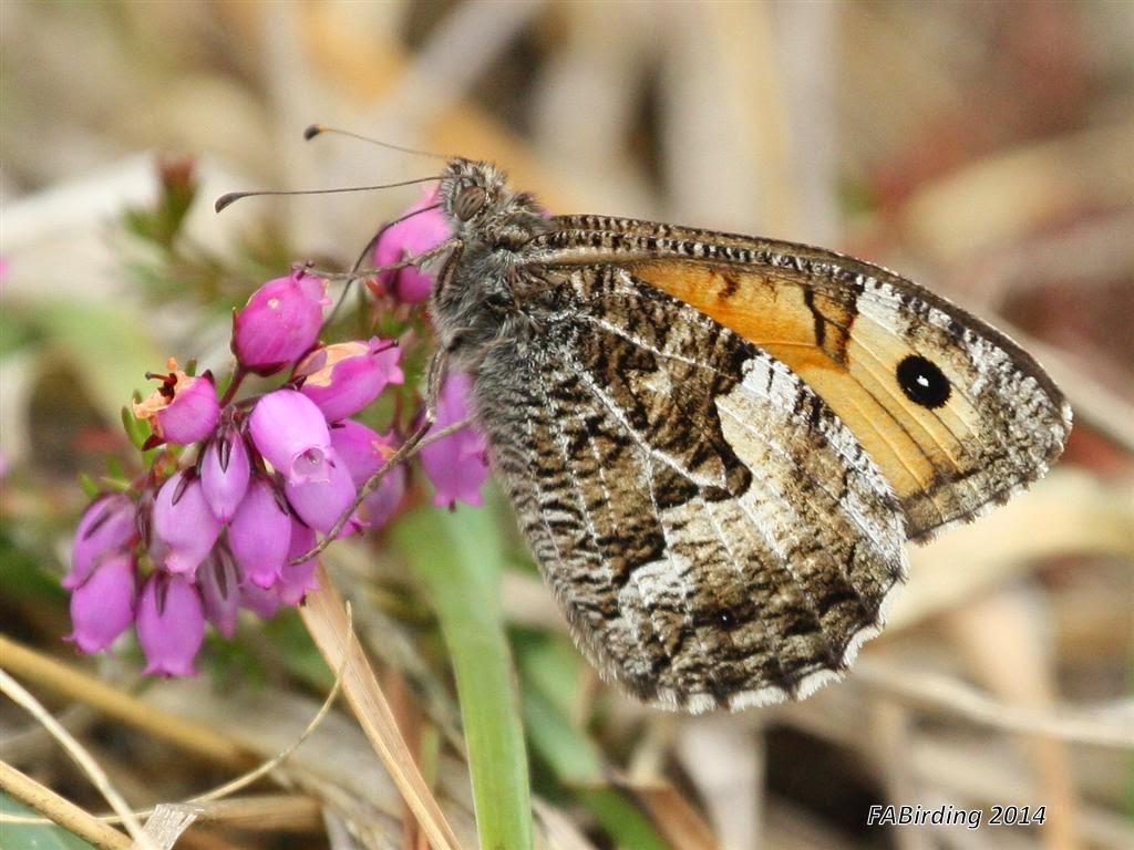 Wildlife Watching with FAB.: Butterfly Foray - Grayling.